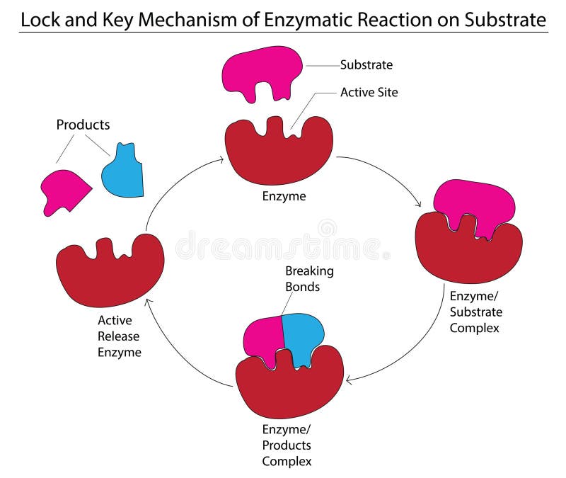 Enzyme Action Diagram Enzyme Action Diagram