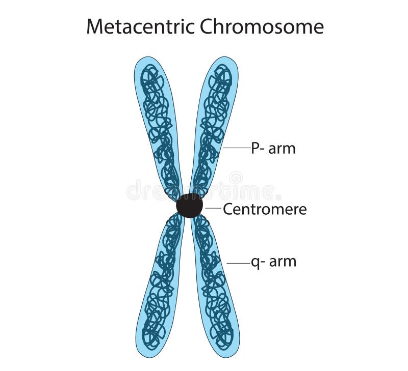 Metacentric Chromosome Anatomy Stock Vector - Illustration of molecular ...