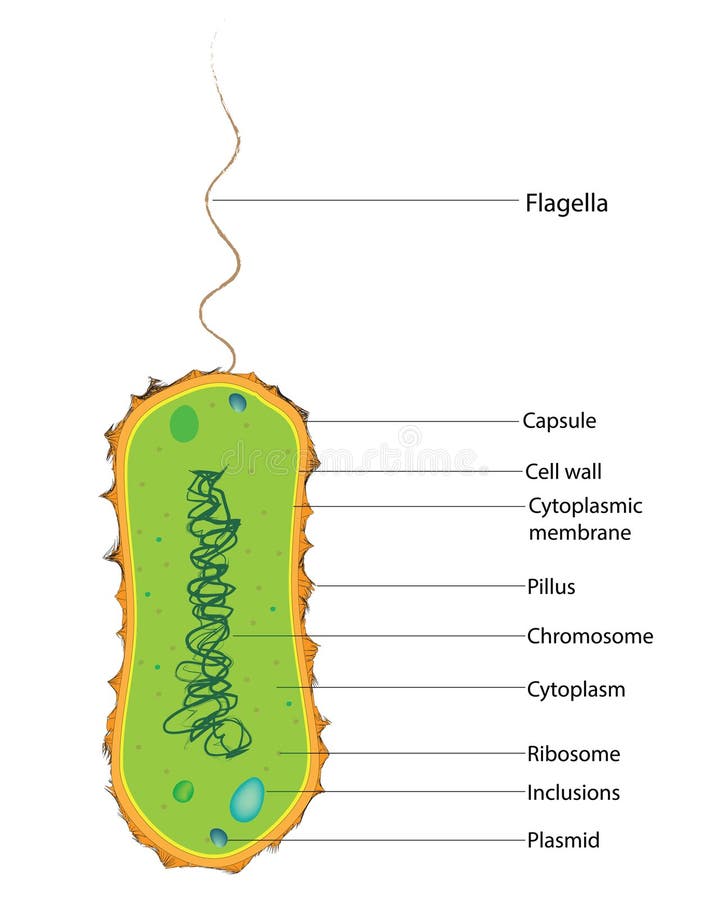 Diagram of Common Cell Types Stock Vector - Illustration of organism ...