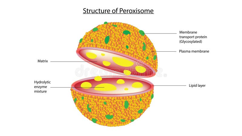 Peroxisome stock vector. Illustration of phosphate, organism - 321049732