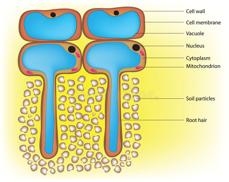 Root Cell Diagram 1 An Overview And Schematic Representation Of A