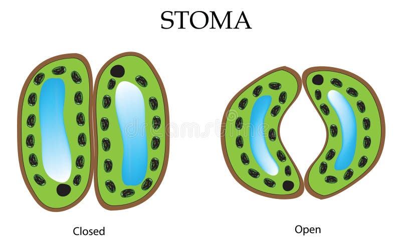 Stoma in leaf stock vector. Illustration of layers, infographic - 321118600