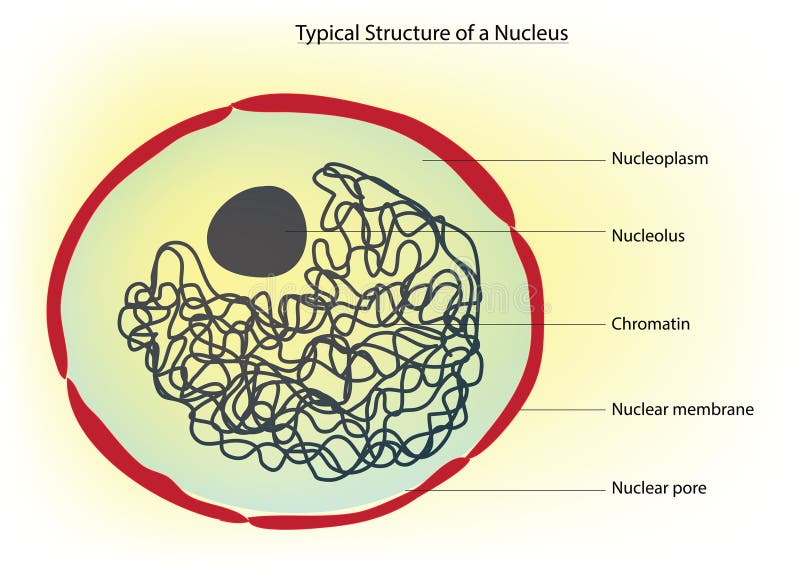 Typical Structure of a Nucleus Stock Vector - Illustration of component ...