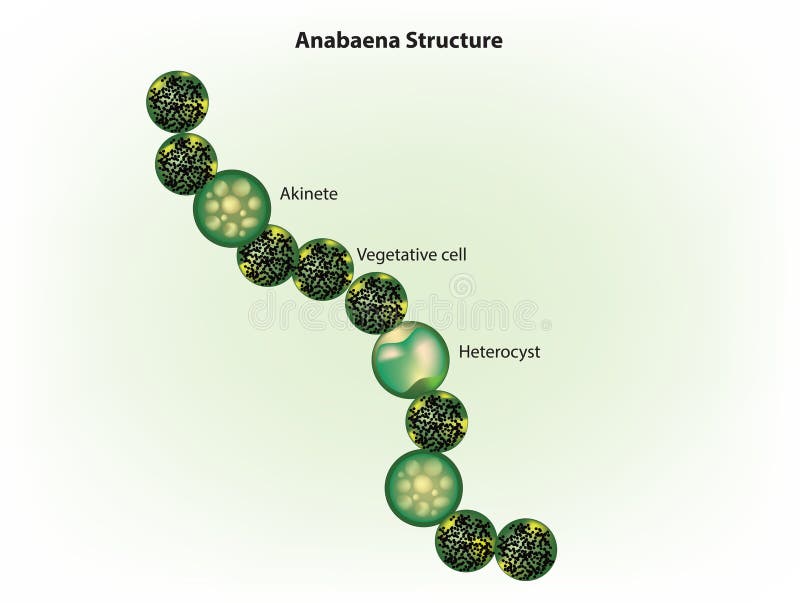 Cyanobacteria Cell Structure Stock Illustrations – 35 Cyanobacteria ...
