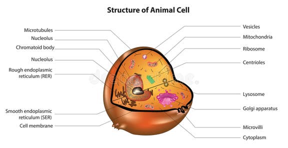 Animal Cell Labeled Stock Illustrations – 67 Animal Cell Labeled Stock ...