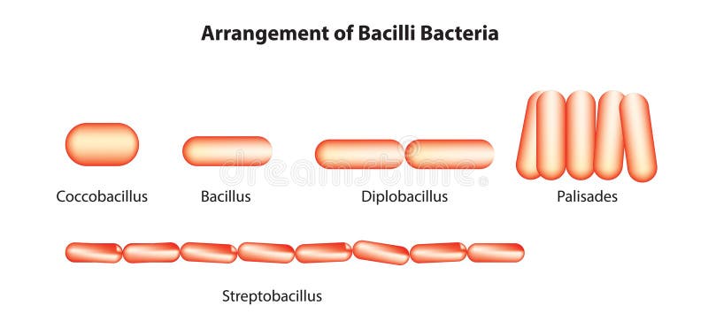 Arrangement of Bacilli Bacteria Stock Vector - Illustration of anthrax ...