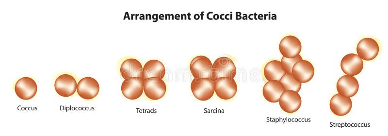 Arrangement of Cocci Bacteria Stock Vector - Illustration of ...