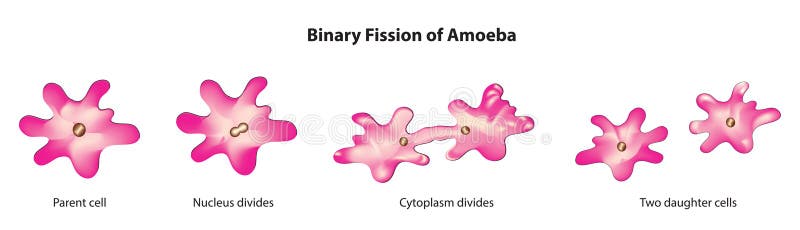 Binary fission stock vector. Illustration of exchange - 321213920