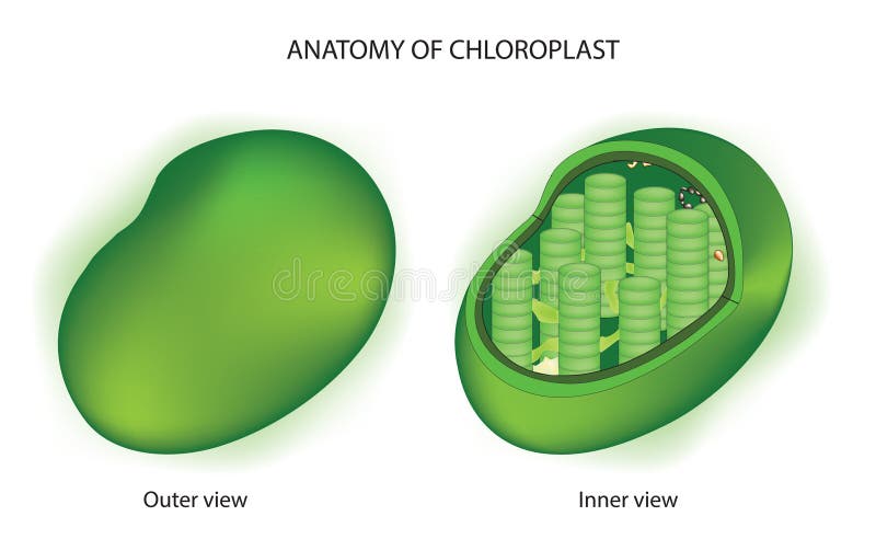 Anatomy of chloroplast stock vector. Illustration of stomata - 321214925