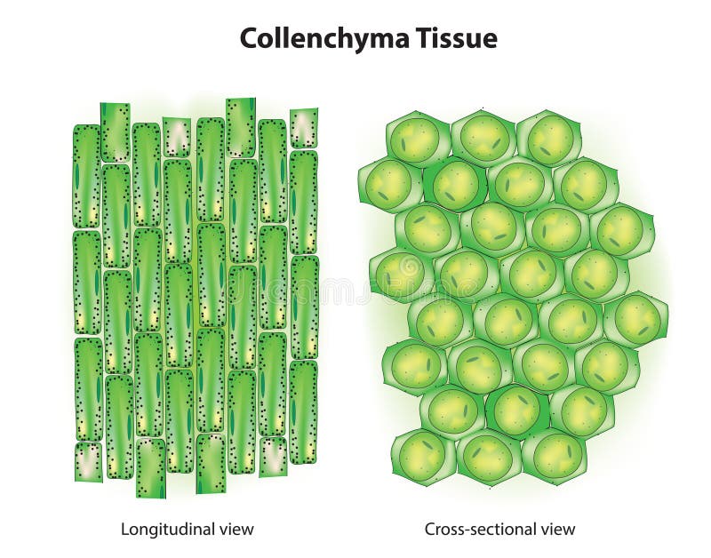 Collenchyma stock vector. Illustration of explanation - 321215833