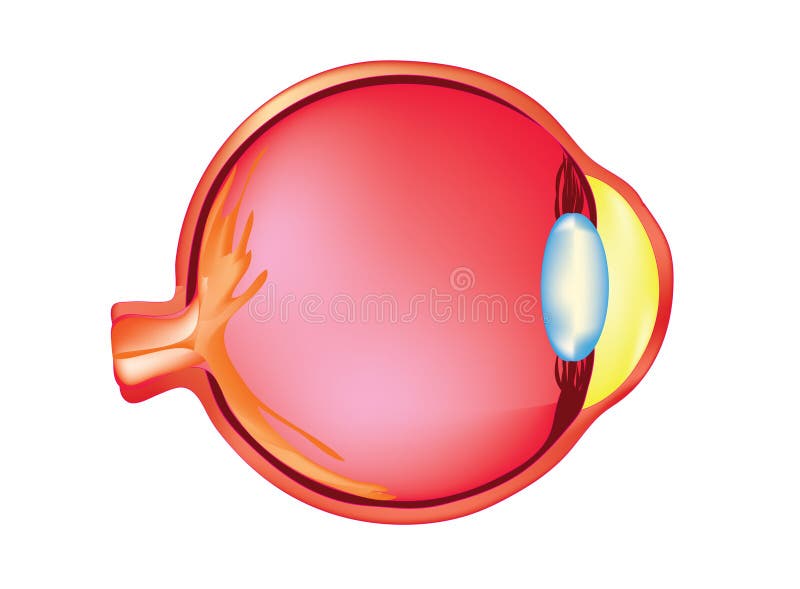 Inside view of human eye stock vector. Illustration of visual - 321216466