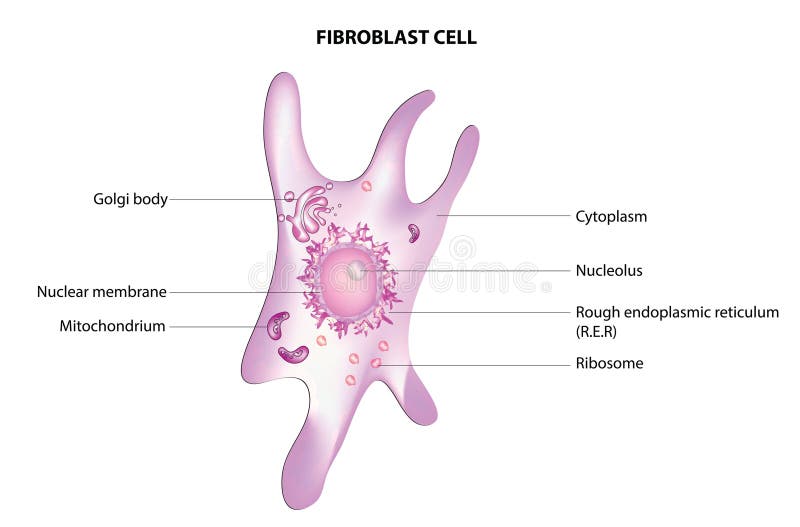 Fibroblast cell stock vector. Illustration of gland - 321216884