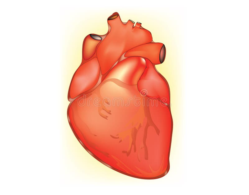 External Anatomy of Human Heart Stock Vector - Illustration of heart ...