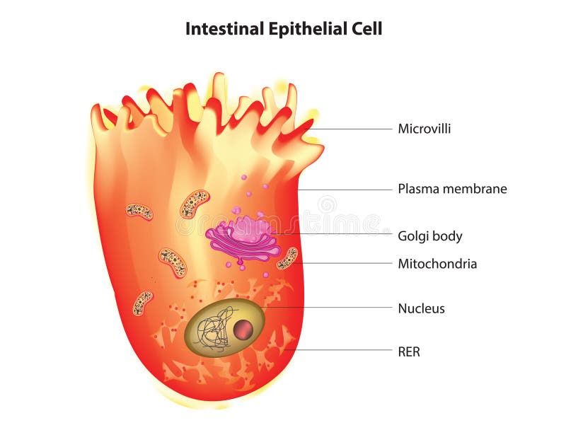 Intestinal epithelial cell stock vector. Illustration of receptor ...