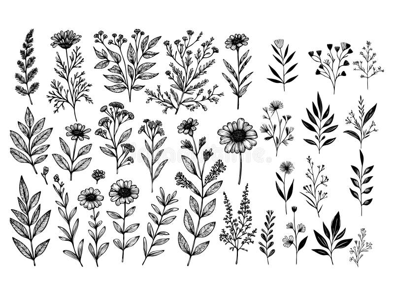 Flowers, Wildflowers Eps Files, Flowers Garden, Flowers Stock Vector ...