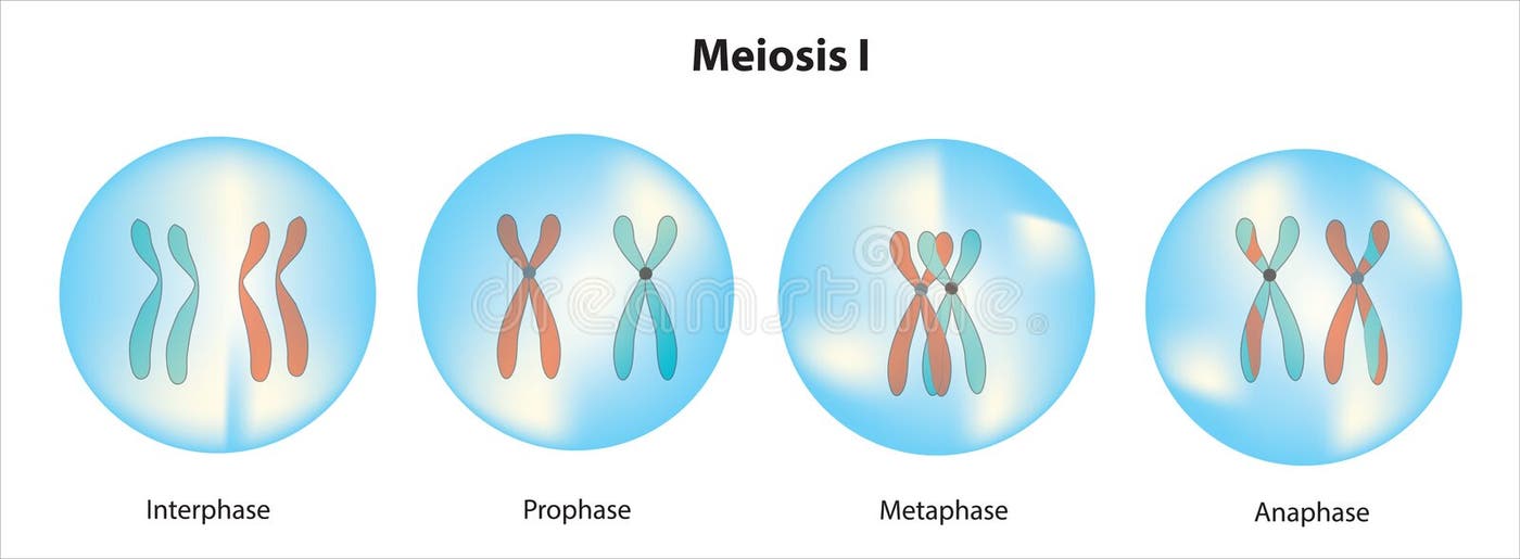 Meiosis Diagram Stock Illustrations – 211 Meiosis Diagram Stock ...