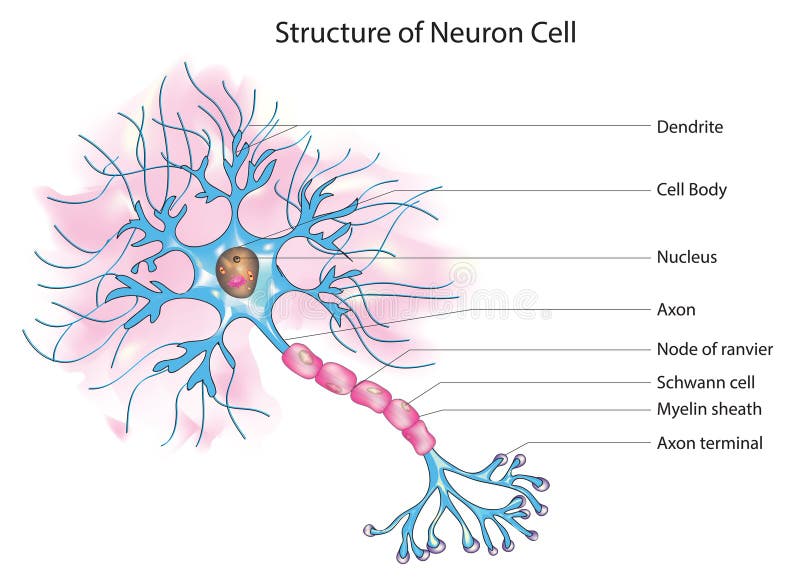 Typical nerve cell diagram stock vector. Illustration of print - 321278639