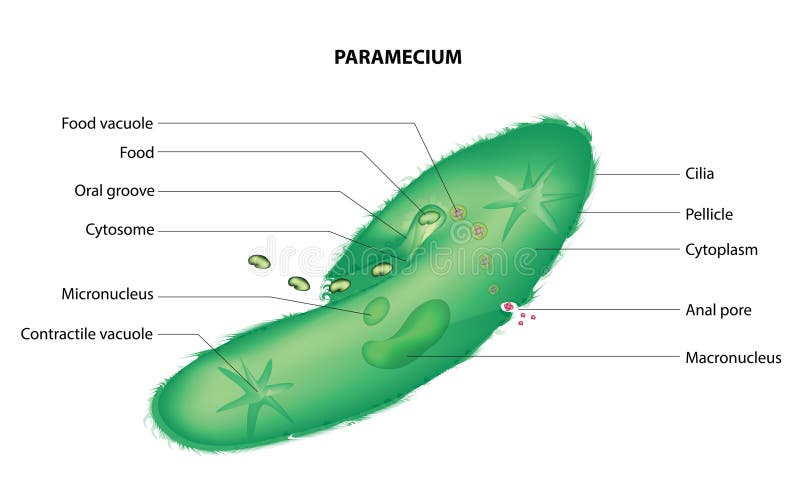 Paramecium stock vector. Illustration of clipart, animal - 321278912