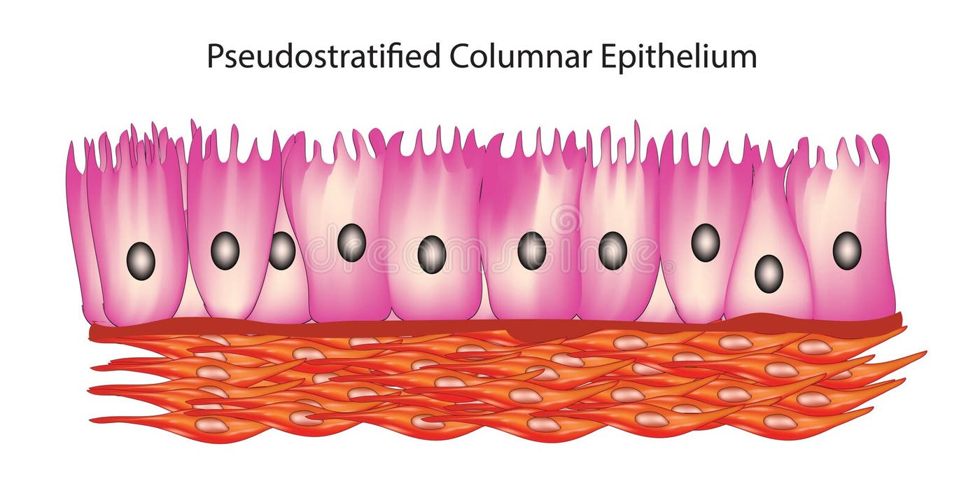 Ciliated Epithelium Stock Illustrations – 80 Ciliated Epithelium Stock ...