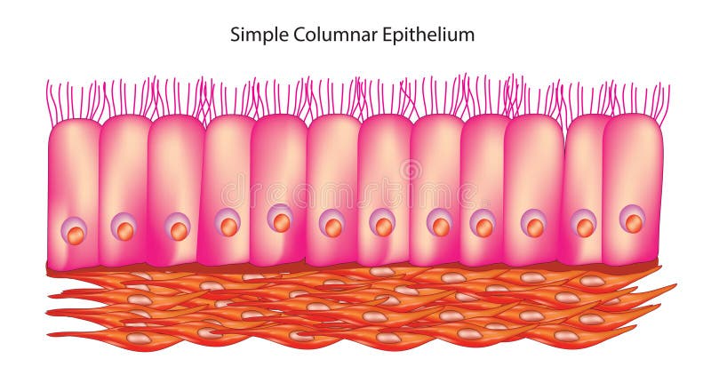Simple Epithelium Stock Illustrations – 91 Simple Epithelium Stock ...