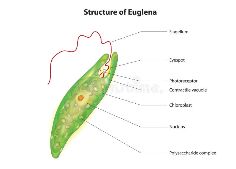 Kingdom Protista Stock Illustrations – 11 Kingdom Protista Stock ...