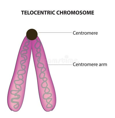 Anatomy of Telocentric Chromosome Stock Vector - Illustration of long ...