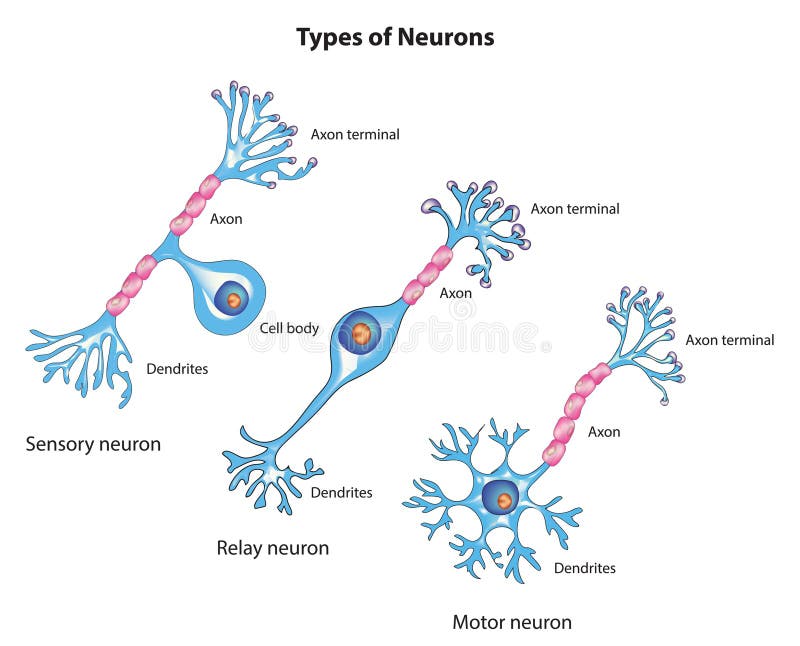 Types of neurons stock vector. Illustration of structure - 321287452
