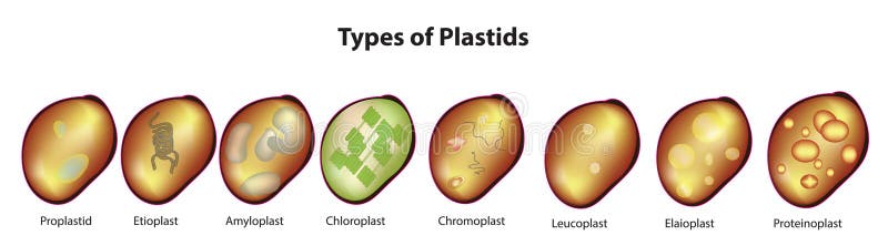 Plastids stock vector. Illustration of granules, microscopic - 321287846