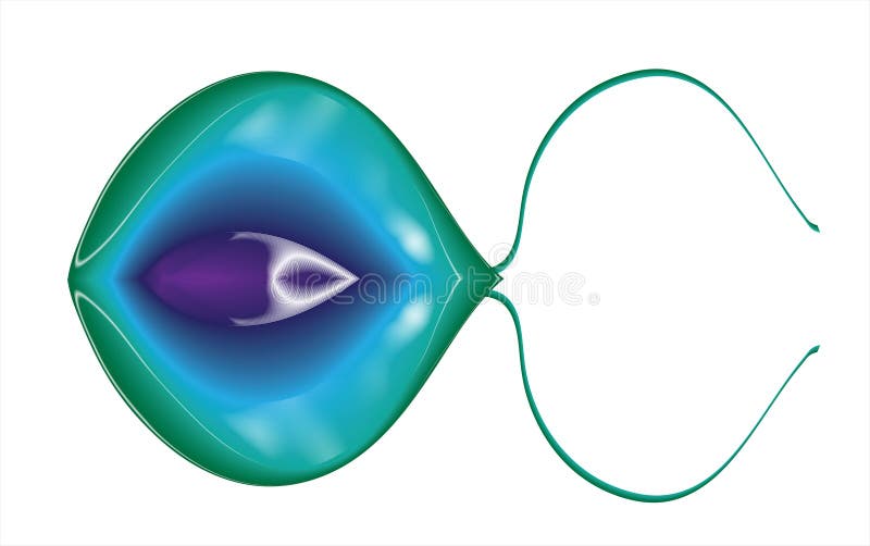 Protozoa anatomy stock vector. Illustration of seaweed - 321332914