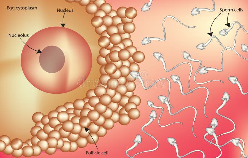 Fertilisation diagram stock vector. Illustration of development - 321333724