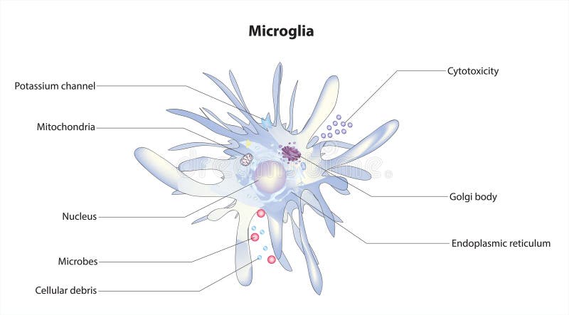 Microglia stock vector. Illustration of grey, malignant - 321335437