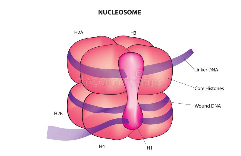 Histone protein stock vector. Illustration of amino - 321336756