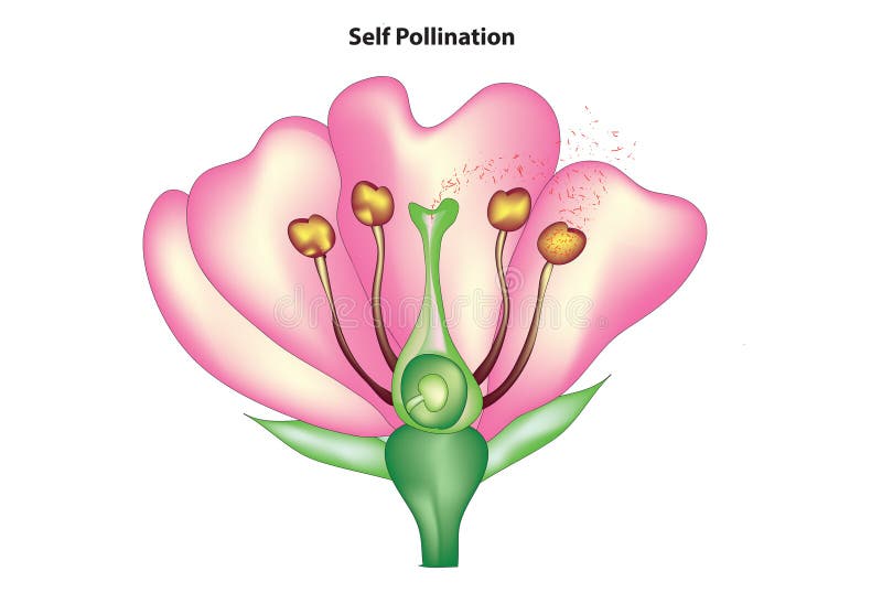 Self pollination stock vector. Illustration of hybrid - 321360975