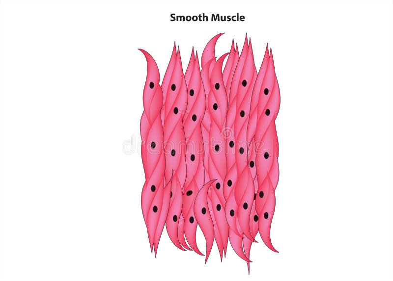 Anatomy of Smooth Muscle Tissue Stock Vector - Illustration of ...
