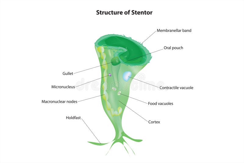 Stentor Species Stock Illustrations – 3 Stentor Species Stock ...