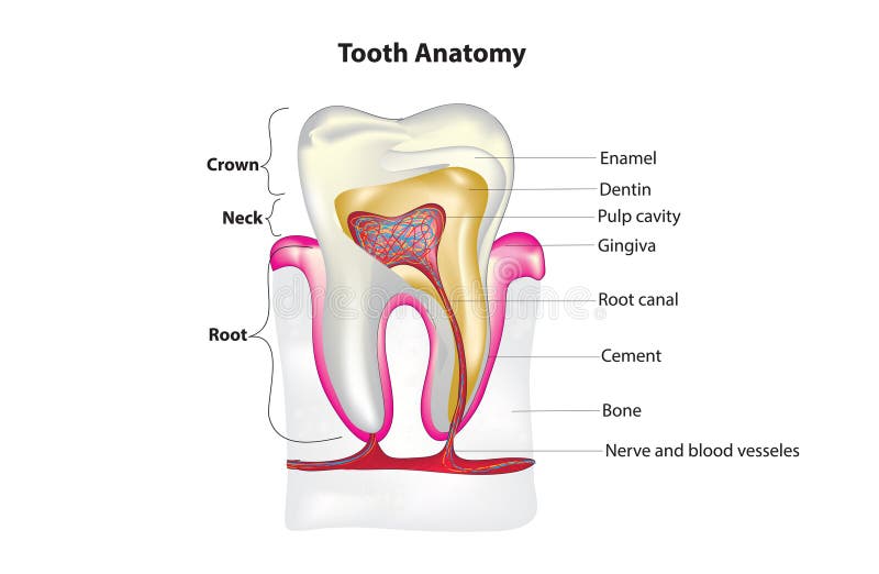 Inside view of tooth stock vector. Illustration of anatomical - 321362931