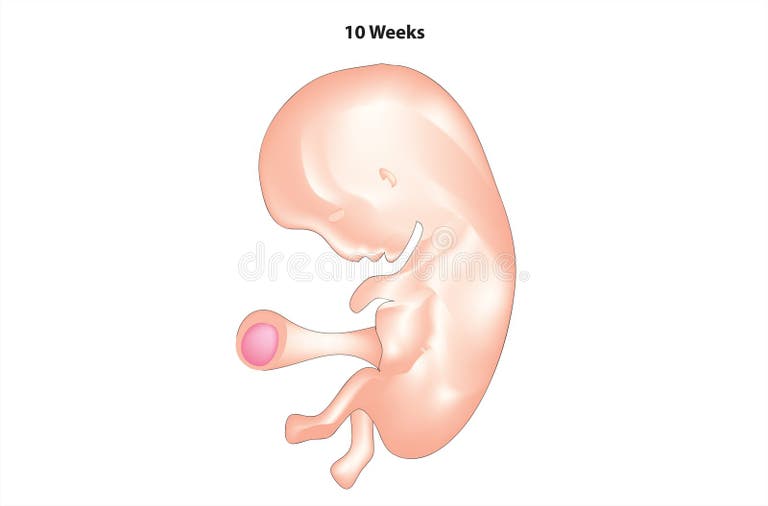 10 weeks fetus stock vector. Illustration of icon, female - 321363573