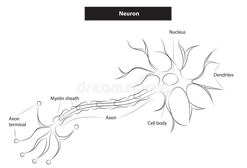 Motor neuron structure stock vector. Illustration of glia - 321363766