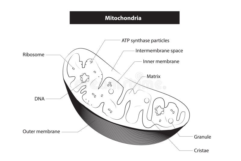 Mitochondrion anatomy stock vector. Illustration of scientific - 321364021