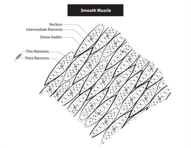 Smooth muscle tissue stock vector. Illustration of myofilaments - 321364300