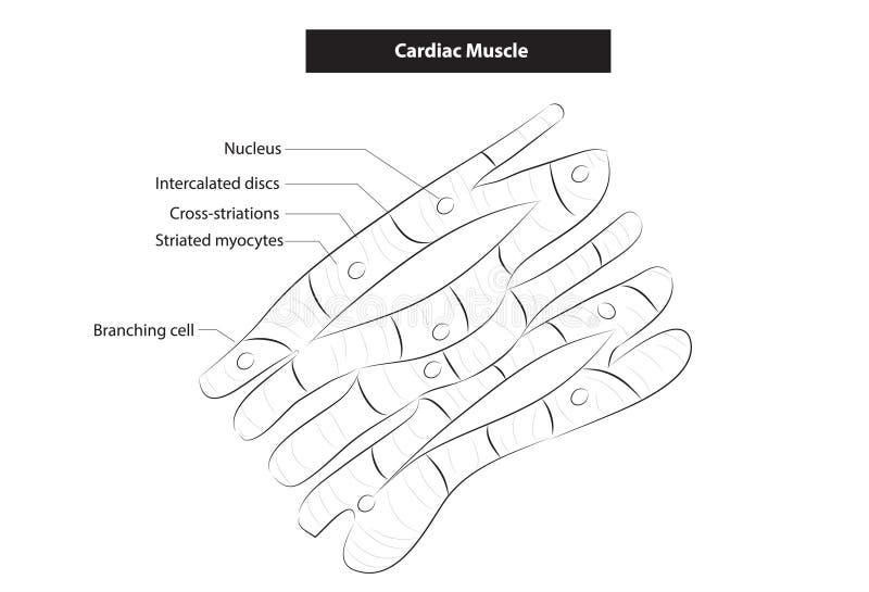 Cardiac muscle tissue stock vector. Illustration of microscope - 321364389