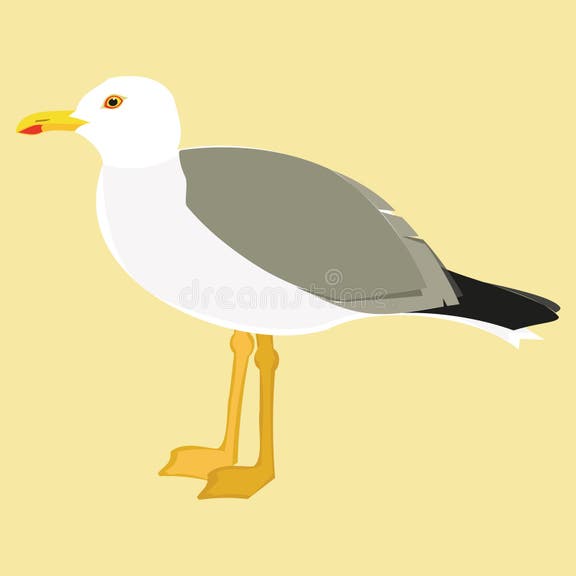 Illustration of a Seagull Standing on the Beach. Stock Vector ...