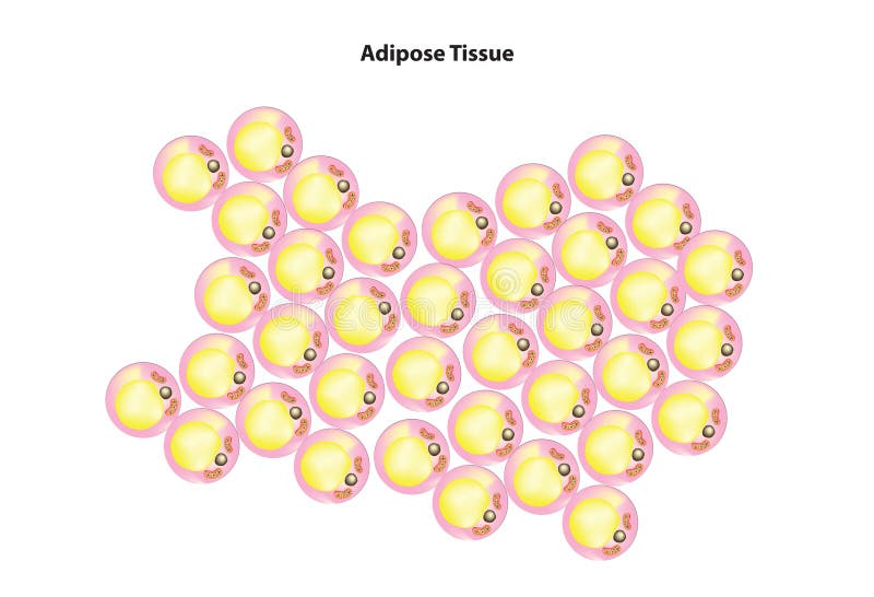 Adipose tissue stock vector. Illustration of anatomical - 321820491