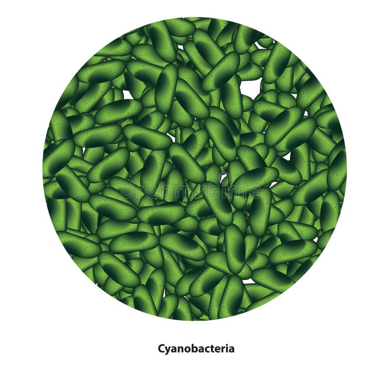 Cyanobacteria stock vector. Illustration of nutrient - 321828293