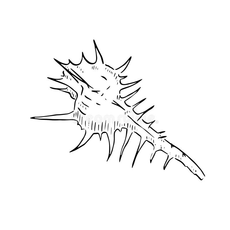 Murex Shell Stock Illustrations – 363 Murex Shell Stock Illustrations ...