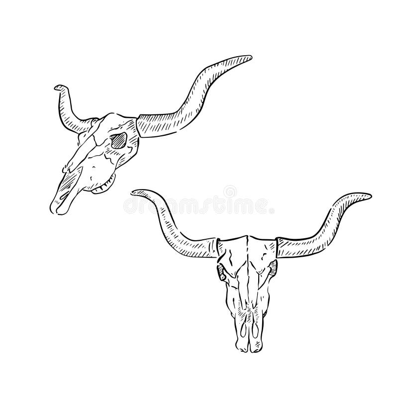 Cow skull illustration stock vector. Illustration of cowboy - 321946898