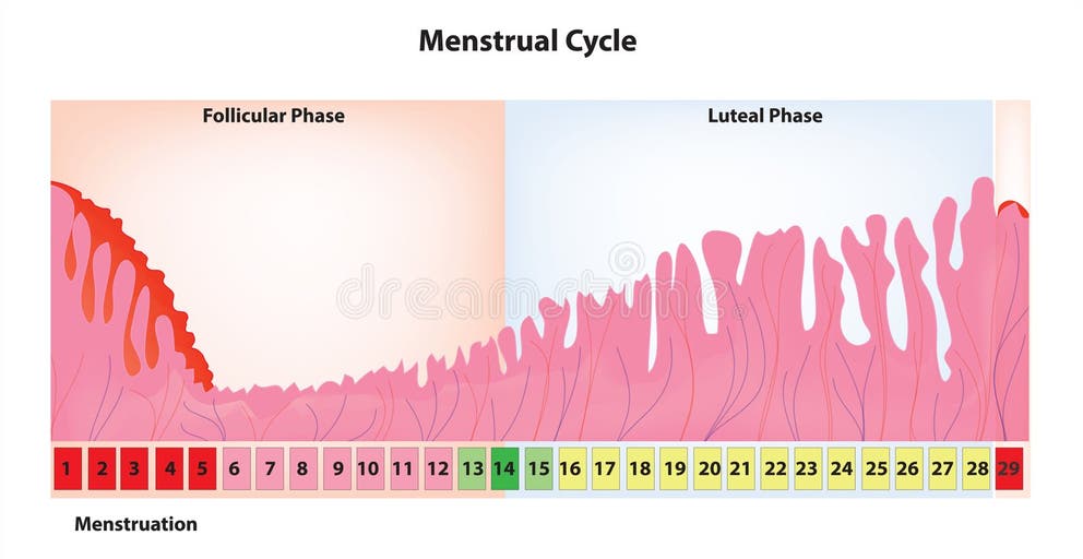 Menstrual cycle chart stock vector. Illustration of drawing - 321962486