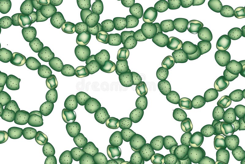 Anatomy of Blue Green Algae Stock Vector - Illustration of variety ...