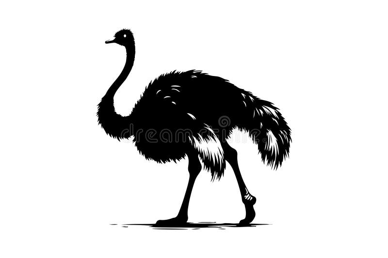 Ostrich Vector Art and Illustration Stock Vector - Illustration of ...