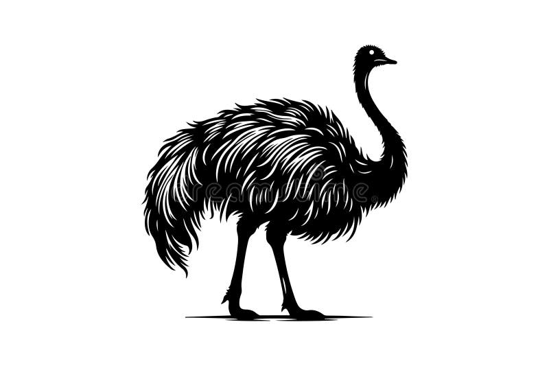 Ostrich Vector Art and Illustration Stock Vector - Illustration of ...